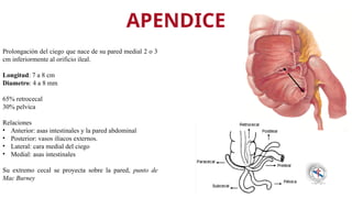 ANATOMIA QUIRURGICA DEL COLON ASCENDENTE, TRANSVERSO Y DESCENDENTE | PPTX