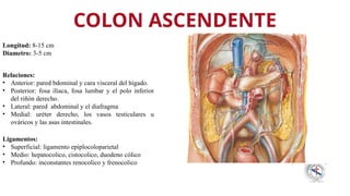 ANATOMIA QUIRURGICA DEL COLON ASCENDENTE, TRANSVERSO Y DESCENDENTE | PPTX