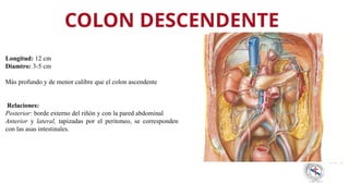 ANATOMIA QUIRURGICA DEL COLON ASCENDENTE, TRANSVERSO Y DESCENDENTE | PPTX