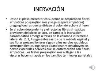 Anatomia del colon (1).pptx