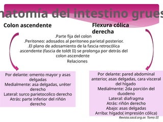 anatomia del colon, fisiología y fisiopatología.pptx