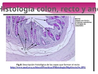 anatomia del colon, fisiología y fisiopatología.pptx
