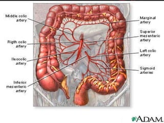 Anatomia del colon y Enfermedad Inflamatoria del Intestino.pdf
