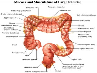 Anatomia del colon y Enfermedad Inflamatoria del Intestino.pdf