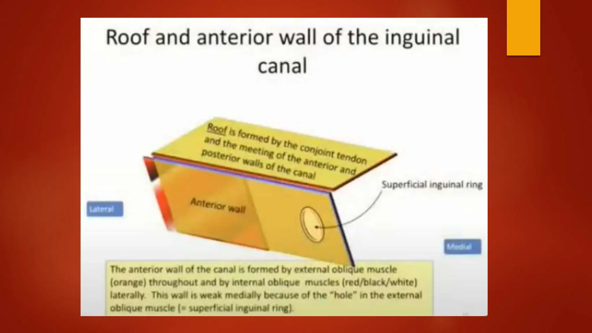 ANATOMIA DEL CONDUCTO INGUINAL COMPLETO.pptx