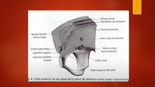 ANATOMIA DEL CONDUCTO INGUINAL COMPLETO.pptx