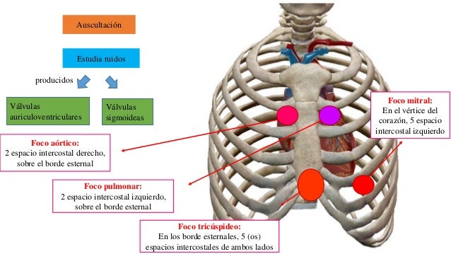 Anatomia del corazón