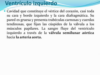ANATOMIA del corazon y vasos arteriales coronarios | PPT