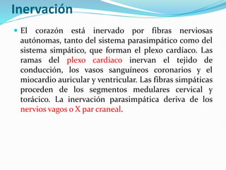ANATOMIA del corazon y vasos arteriales coronarios | PPT
