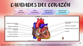 Anatomía e irrigación del corazón- Cardiología. pptx | PPTX
