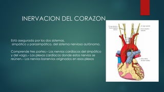 ANATOMIA DEL CORAZON configuracion externa e interna.pptx