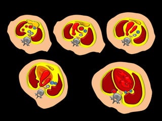 Anatomia del corazon fetal | PPTX