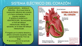 ANATOMIA DEL CORAZON GENERALIDADES de lic | PPTX