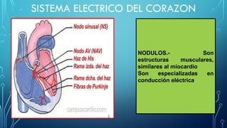 ANATOMIA DEL CORAZON GENERALIDADES.pptx enfermo | PPTX