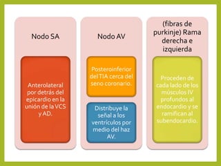 Anatomia del corazon y grandes vasos | PPTX