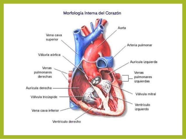 Anatomia del corazon y grandes vasos