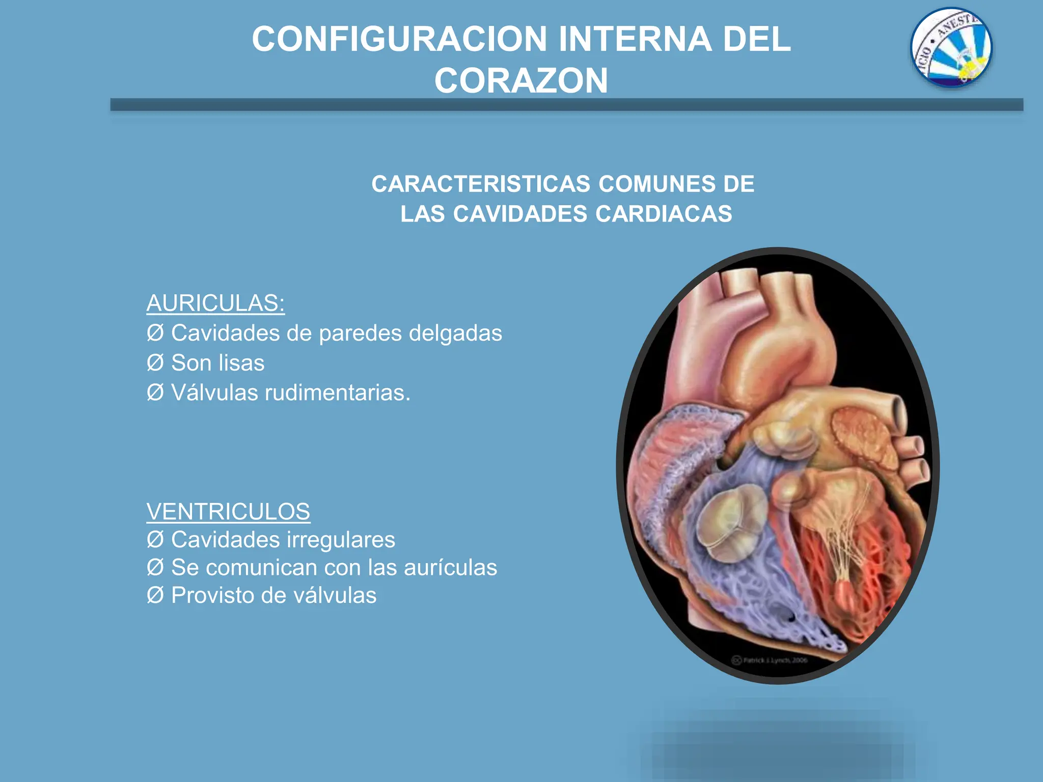 ANATOMIA DEL CORAZON Y GRANDES VASOS (1) (1).pptx