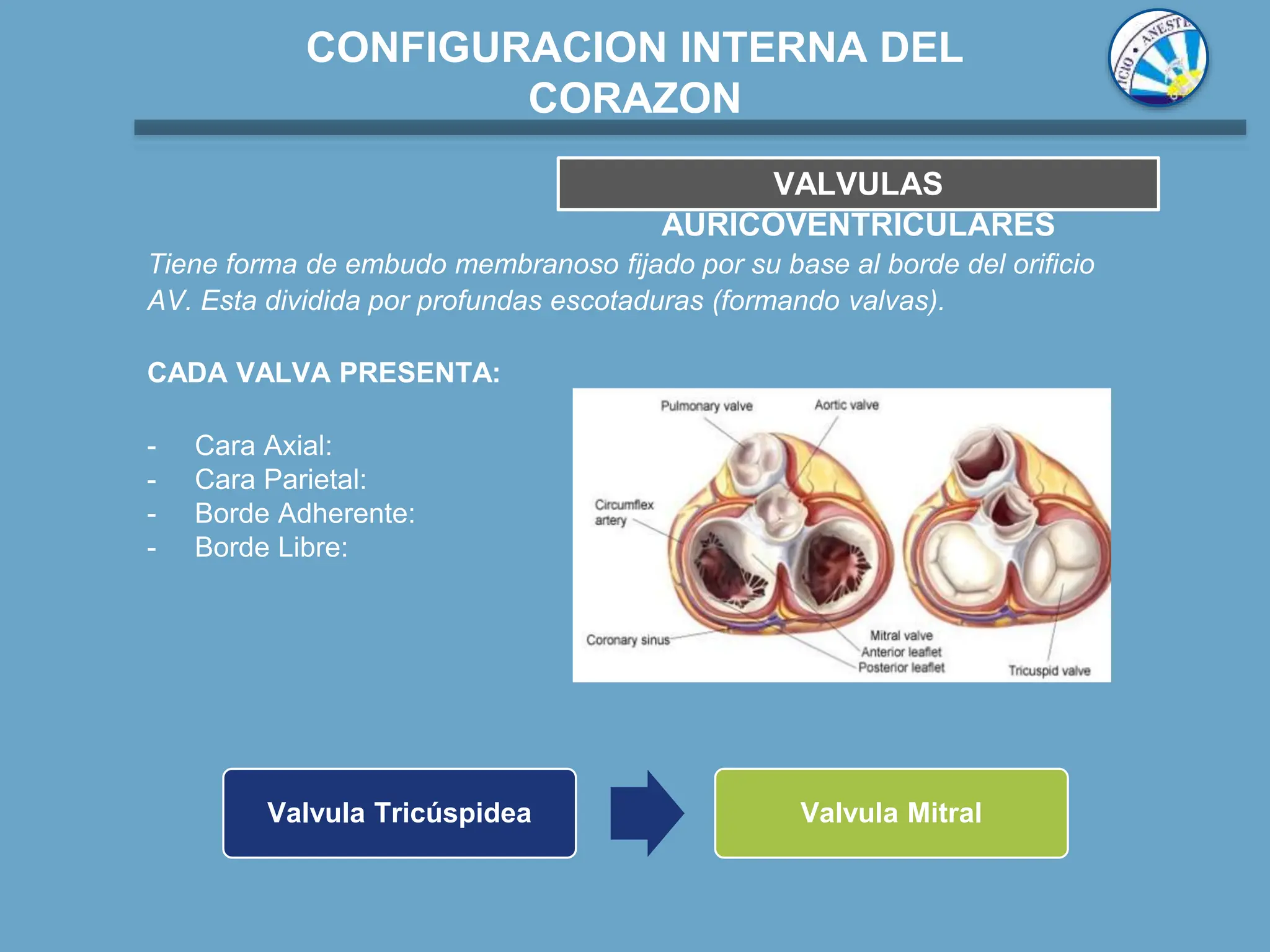 ANATOMIA DEL CORAZON Y GRANDES VASOS (1) (1).pptx