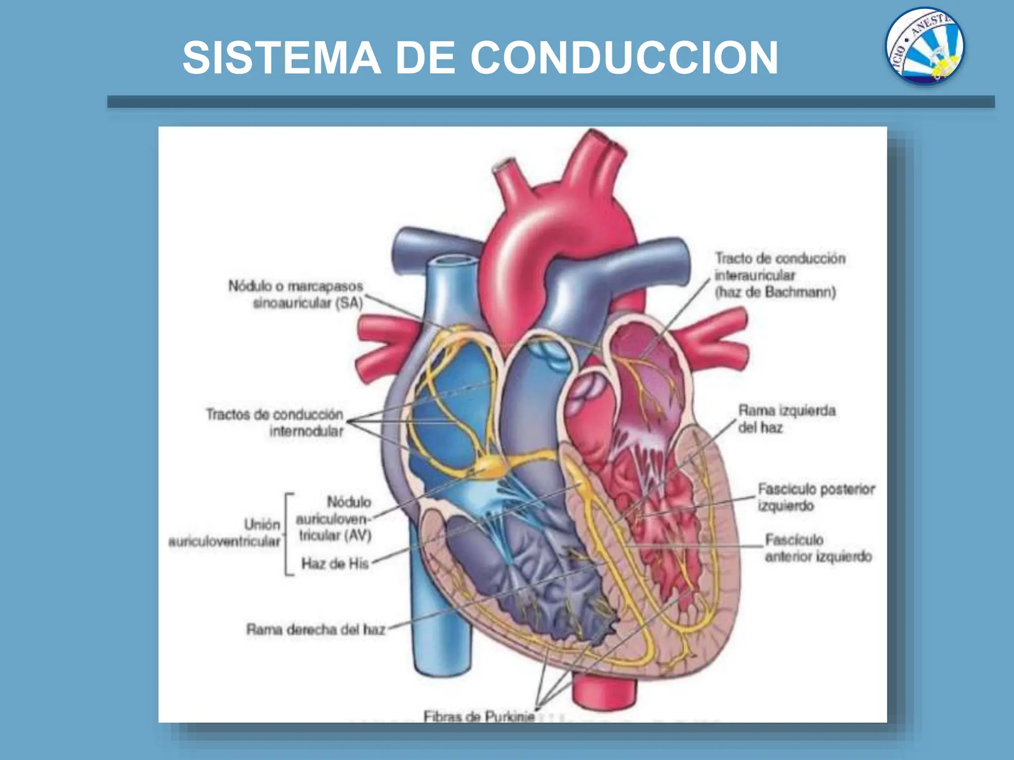 ANATOMIA DEL CORAZON Y GRANDES VASOS (1) (1).pptx