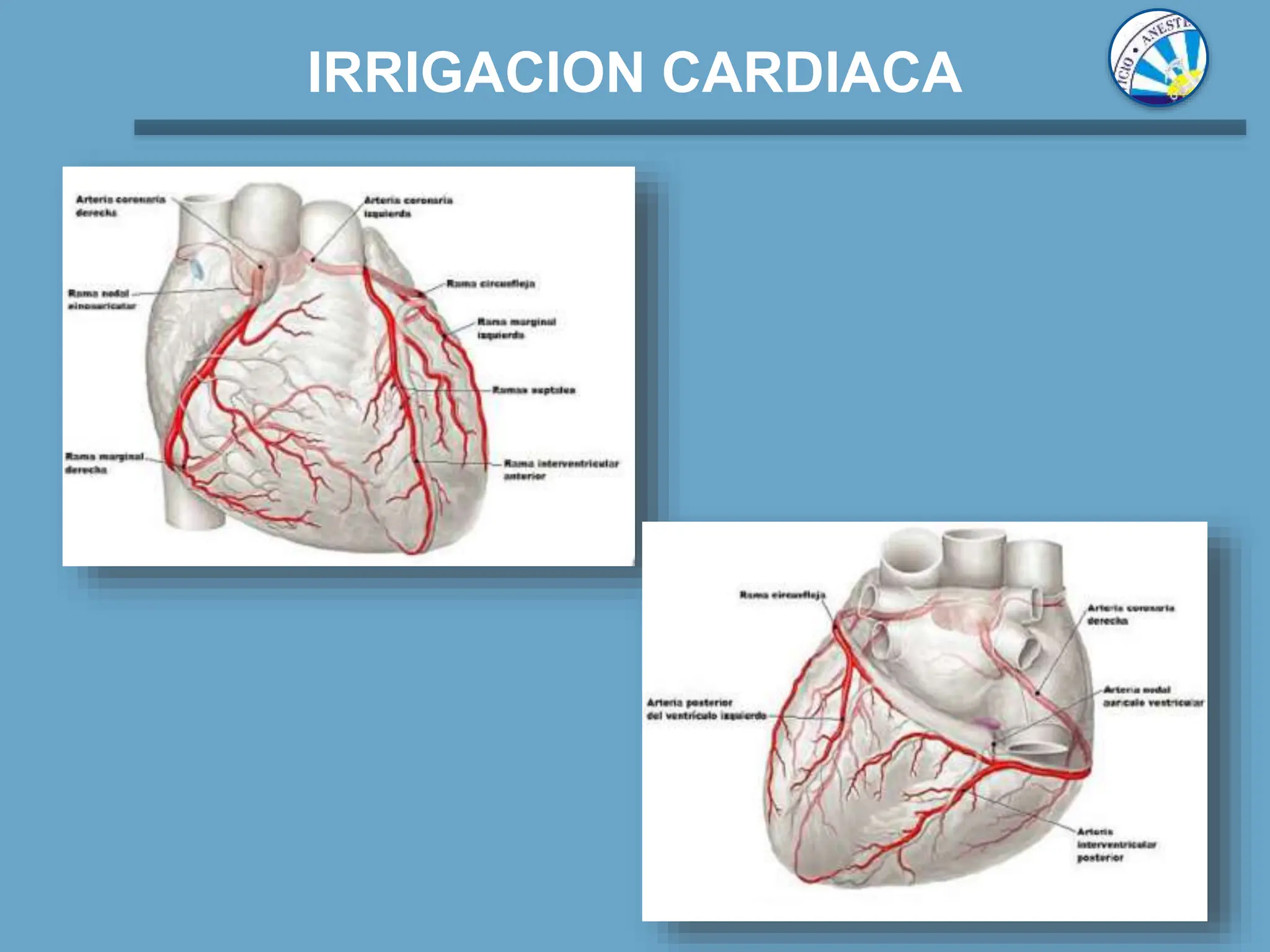 ANATOMIA DEL CORAZON Y GRANDES VASOS (1) (1).pptx
