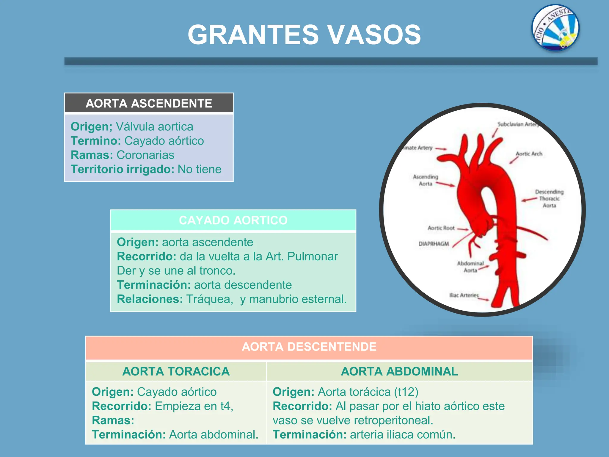 ANATOMIA DEL CORAZON Y GRANDES VASOS (1) (1).pptx
