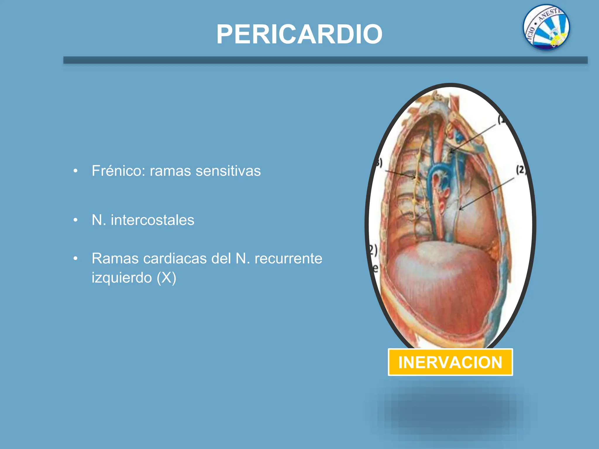 ANATOMIA DEL CORAZON Y GRANDES VASOS (1) (1).pptx