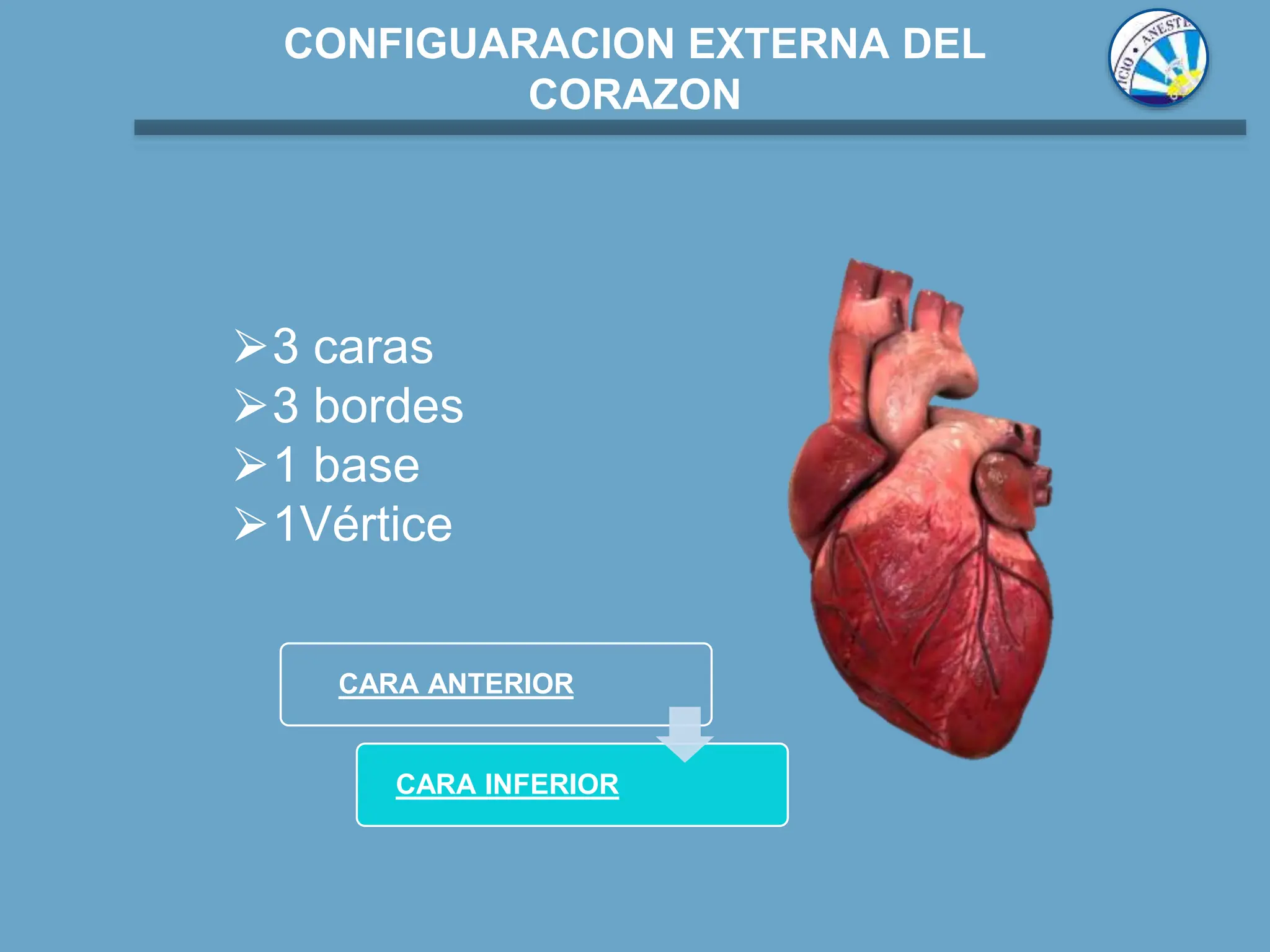 ANATOMIA DEL CORAZON Y GRANDES VASOS (1) (1).pptx