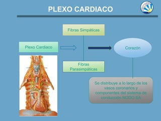 ANATOMIA DEL CORAZON Y GRANDES VASOS (1) (1).pptx