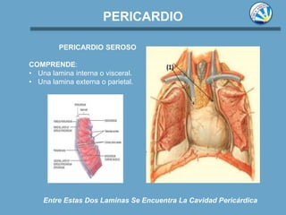 ANATOMIA DEL CORAZON Y GRANDES VASOS (1) (1).pptx