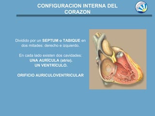 ANATOMIA DEL CORAZON Y GRANDES VASOS (1) (1).pptx