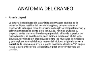 Anatomia del craneo | PPTX
