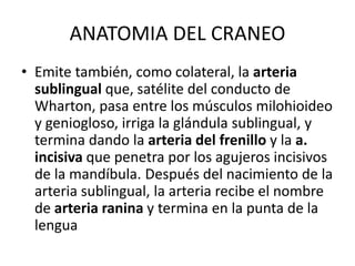 Anatomia del craneo | PPTX