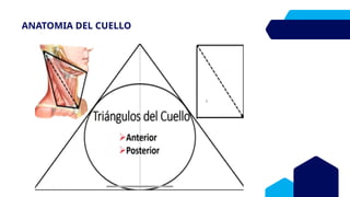 Anatomia del cuello y relaciones anatomicas | PPTX