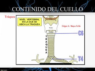 Anatomía Del Cuello | PPT