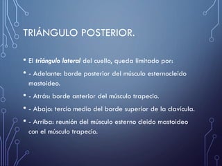 Anatomia del cuello.pdf