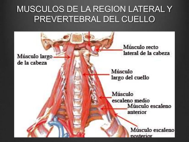 anatomia del cuello .pptx