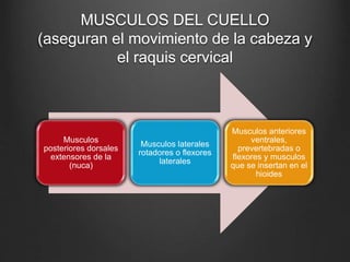 anatomia del cuello .pptx