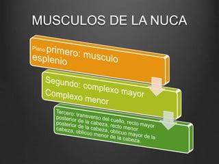 anatomia del cuello .pptx
