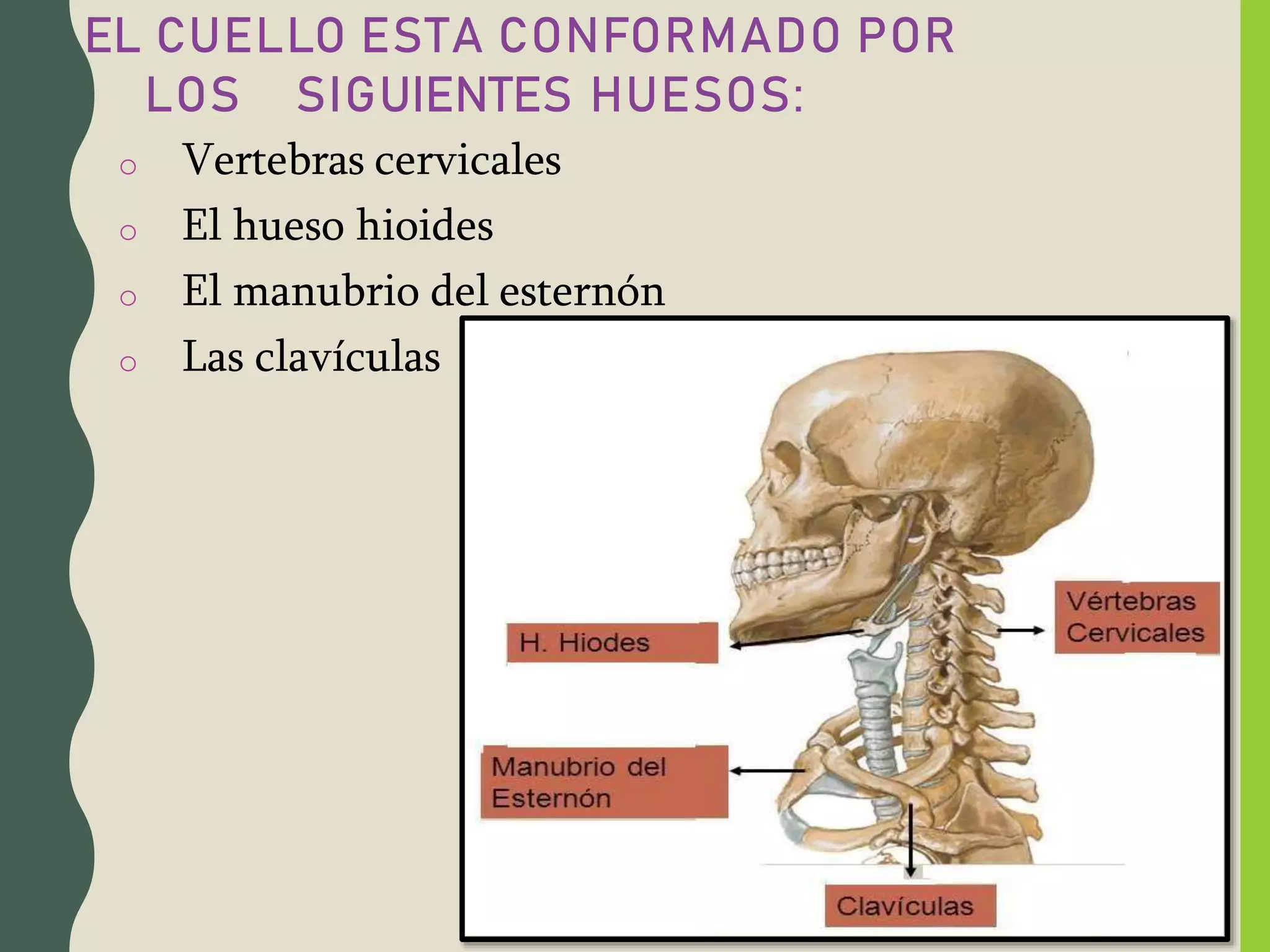 ANATOMIA DEL CUELLO.pptx