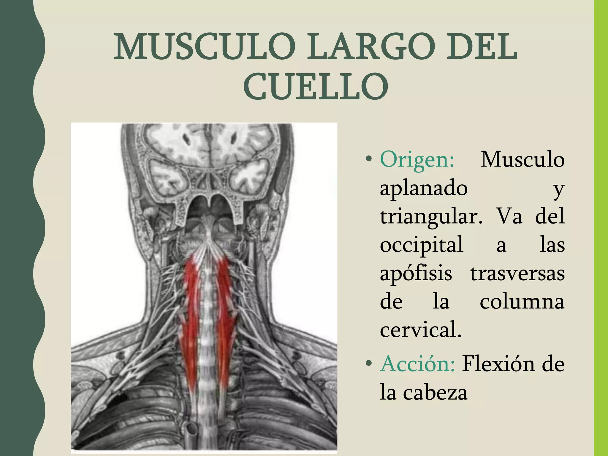 ANATOMIA DEL CUELLO.pptx