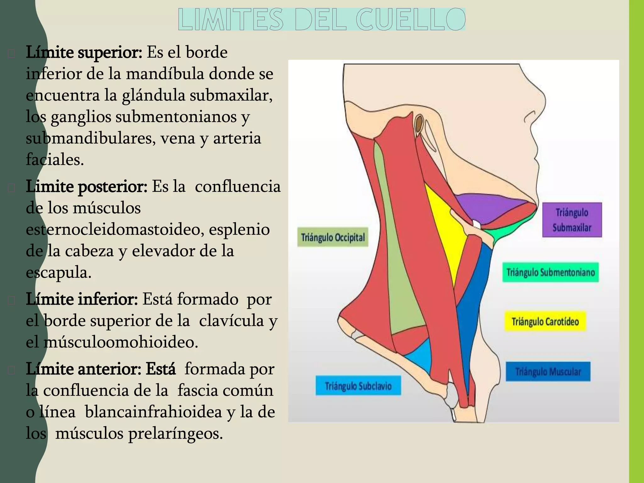 ANATOMIA DEL CUELLO.pptx