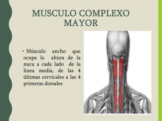 ANATOMIA DEL CUELLO.pptx