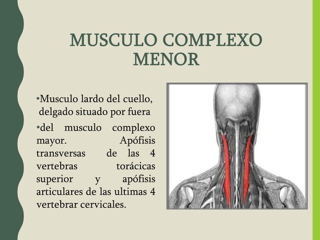 ANATOMIA DEL CUELLO.pptx