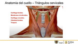 ANATOMIA DEL CUELLO y utilidad clinica para cirugia | PPTX