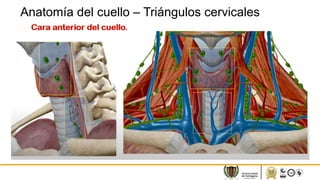 ANATOMIA DEL CUELLO y utilidad clinica para cirugia | PPTX