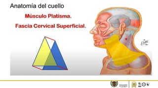 ANATOMIA DEL CUELLO y utilidad clinica para cirugia | PPTX