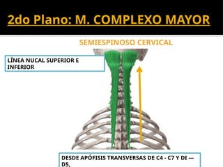 Anatomía del cuello. oncología. cirugía. pptx | PPTX