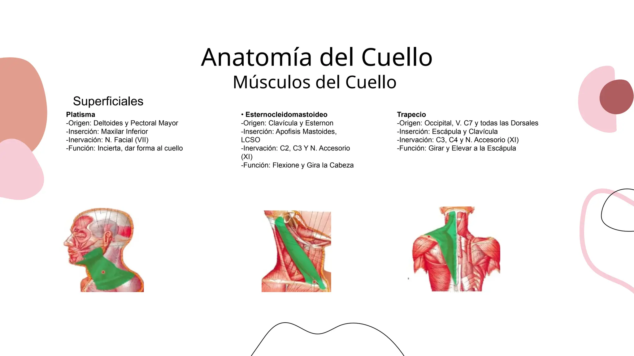 Anatomía del cuello, músculos y triángulos | PPTX