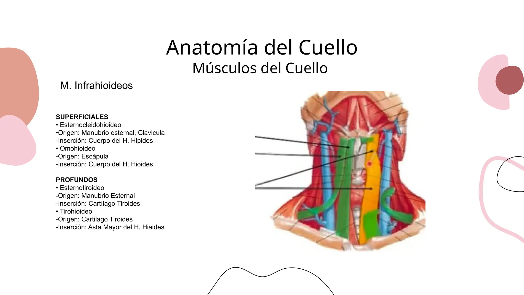 Anatomía del cuello, músculos y triángulos | PPTX