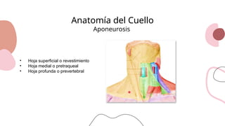 Anatomía del cuello, músculos y triángulos | PPTX